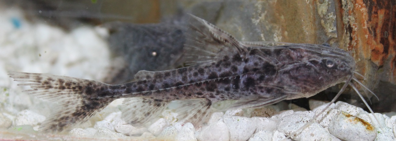 Granulated Catfish 5"-6" (Pterodoras granulosus) - Product View