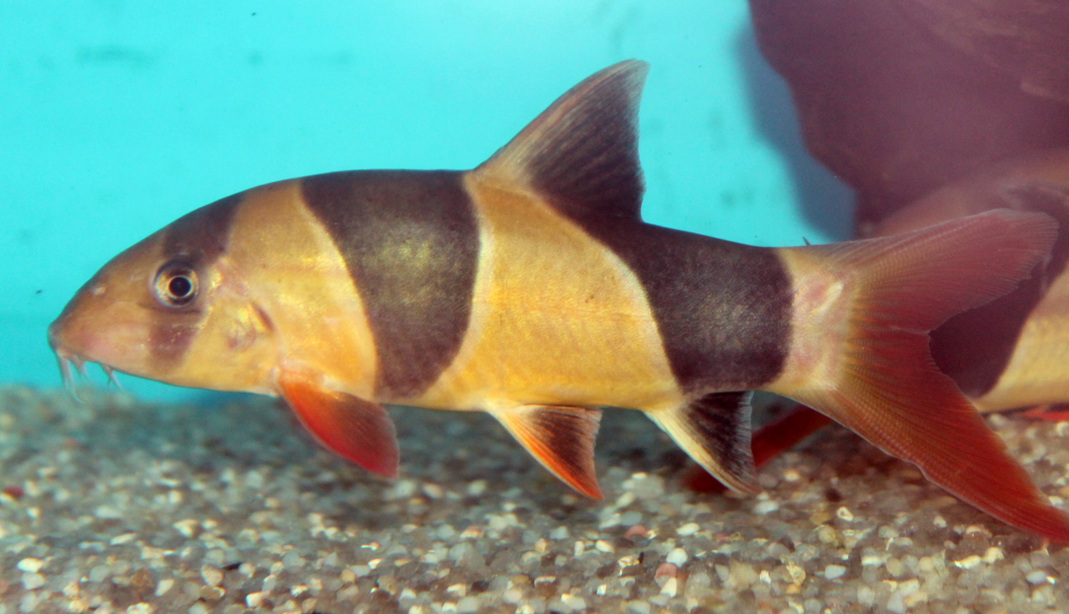 Clown Loach 2.5"-3" (Chromobotia macracanthus) - Product View
