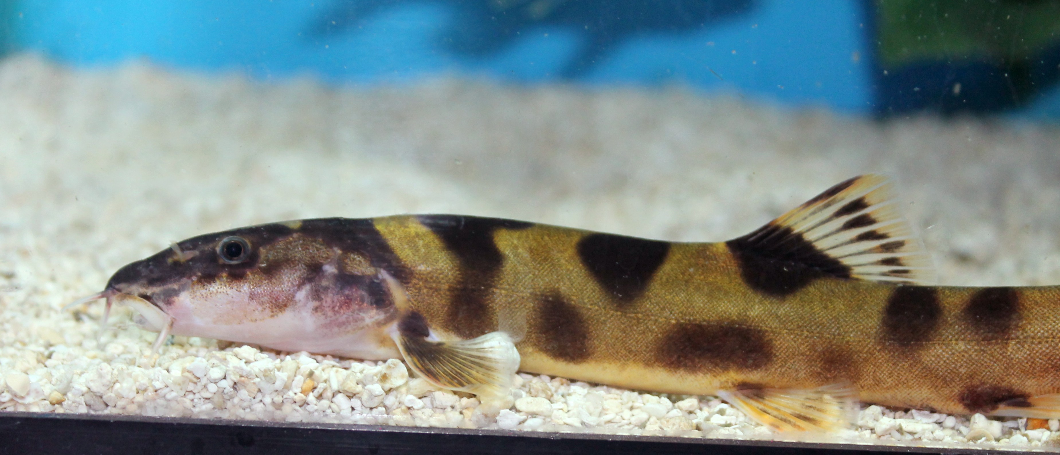Chinese Loach 6-7" (Leptobotia pellegrini) - Product View