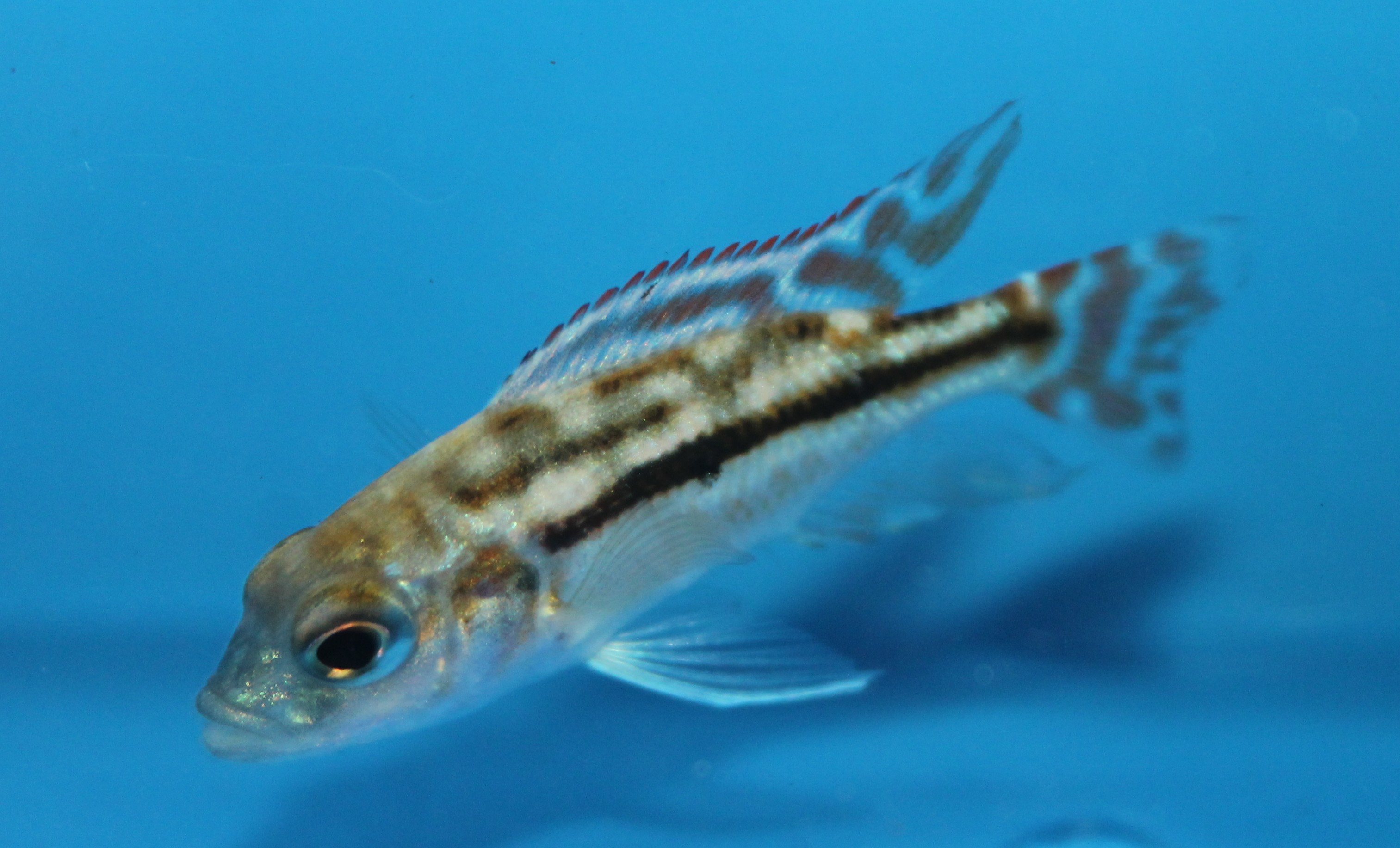 Fusco 2" (Nimbochromis fuscotaeniatus) - Product View