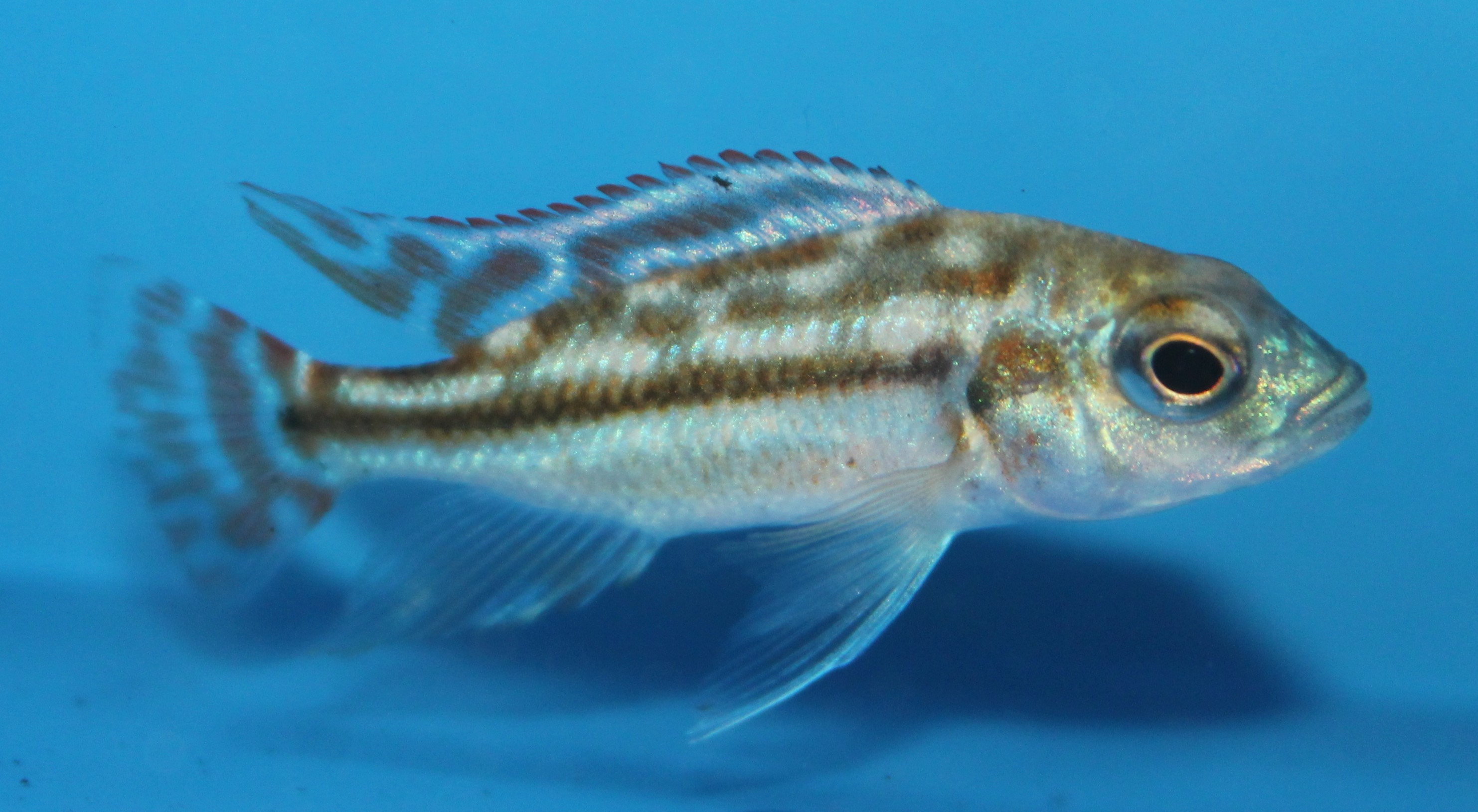 Fusco 2" (Nimbochromis fuscotaeniatus) - Product View
