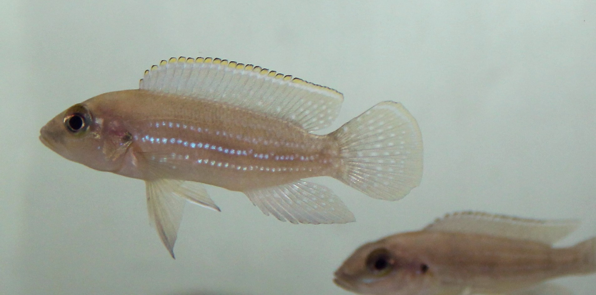 Pearly Ocellatus 2" (Lamprologus stappersi) - Product View