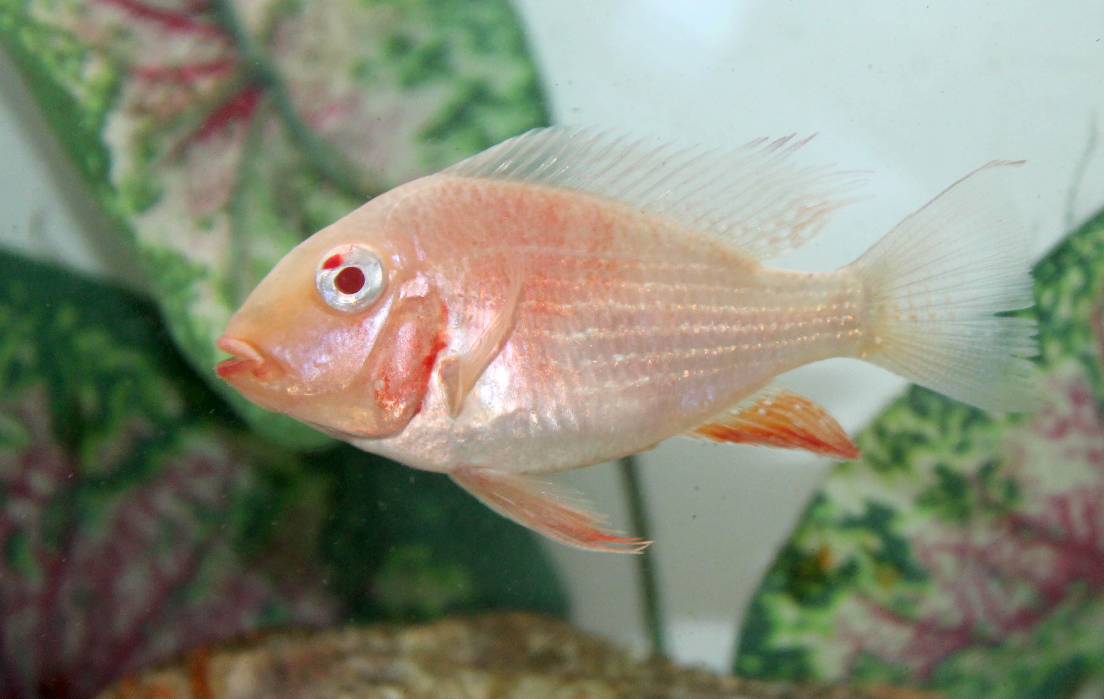 Geophagus Albino Heckelii 2" (Acarichthys Heckelii sp.) - Product View