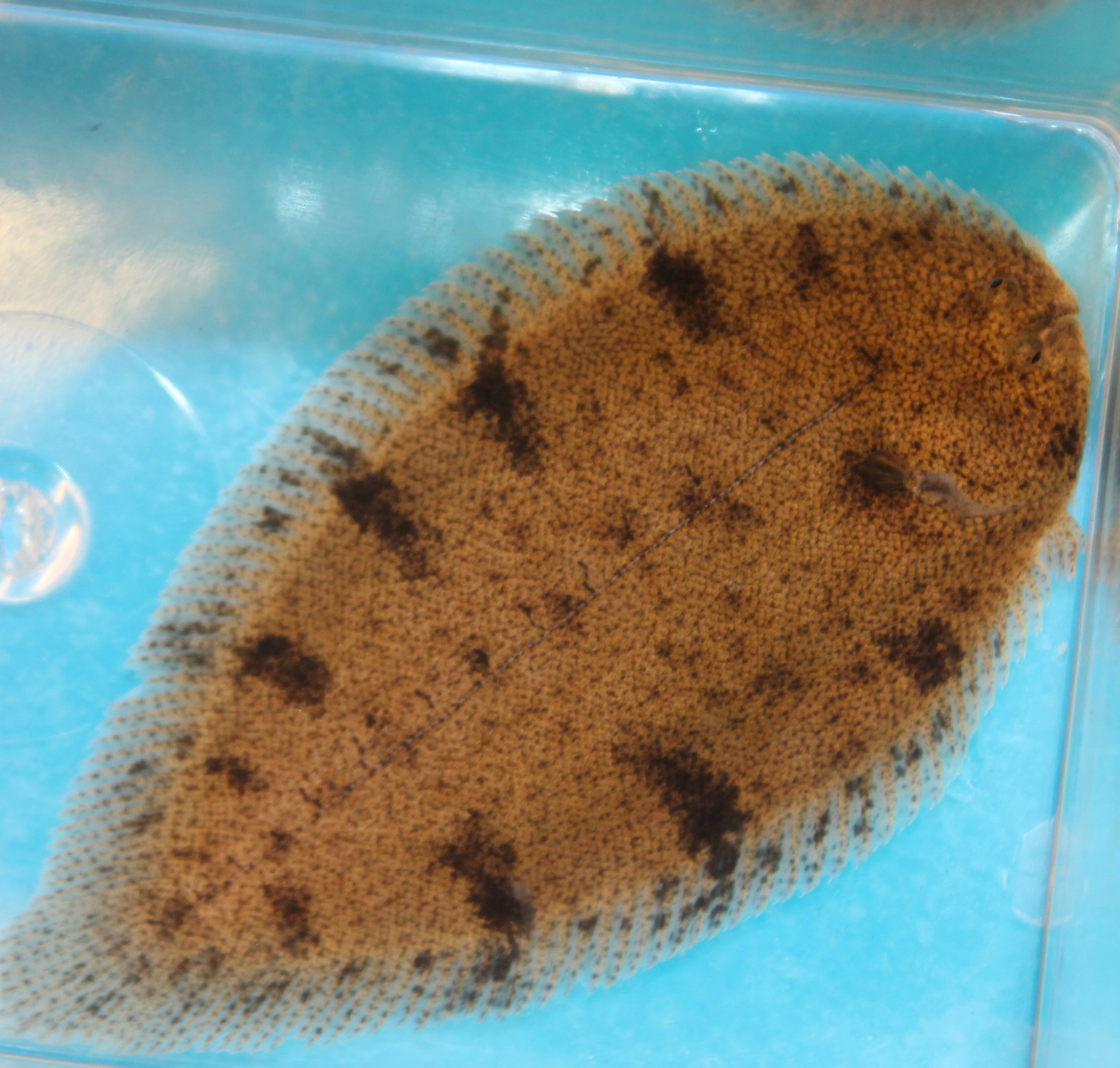 Freshwater Flounder 2" (Archirus lineatus) - Product View