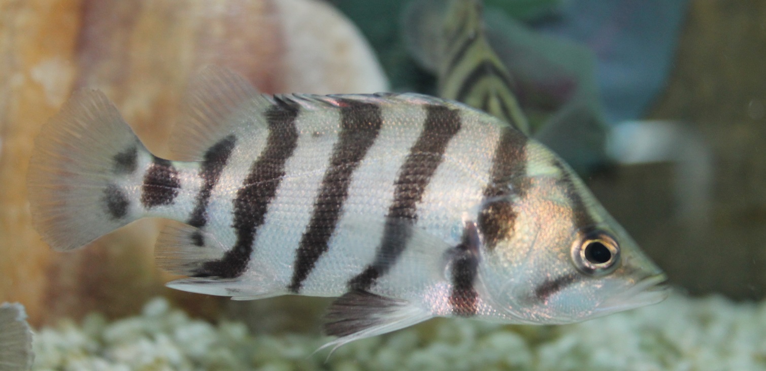 Silver Datnoid 4" (Datnioides polota) - Product View