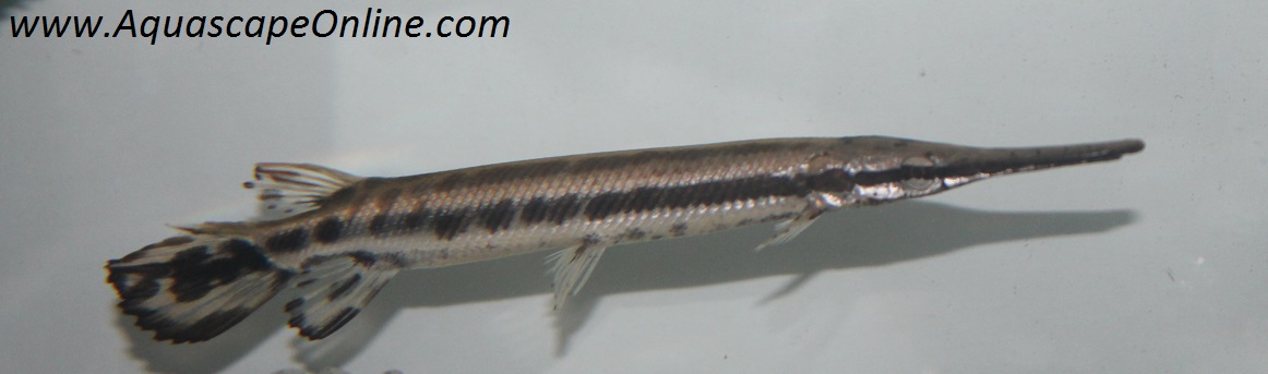Baby Longnose Gar Fish