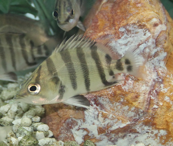 Silver Datnoid 3" (Datnioides polota) - Product View