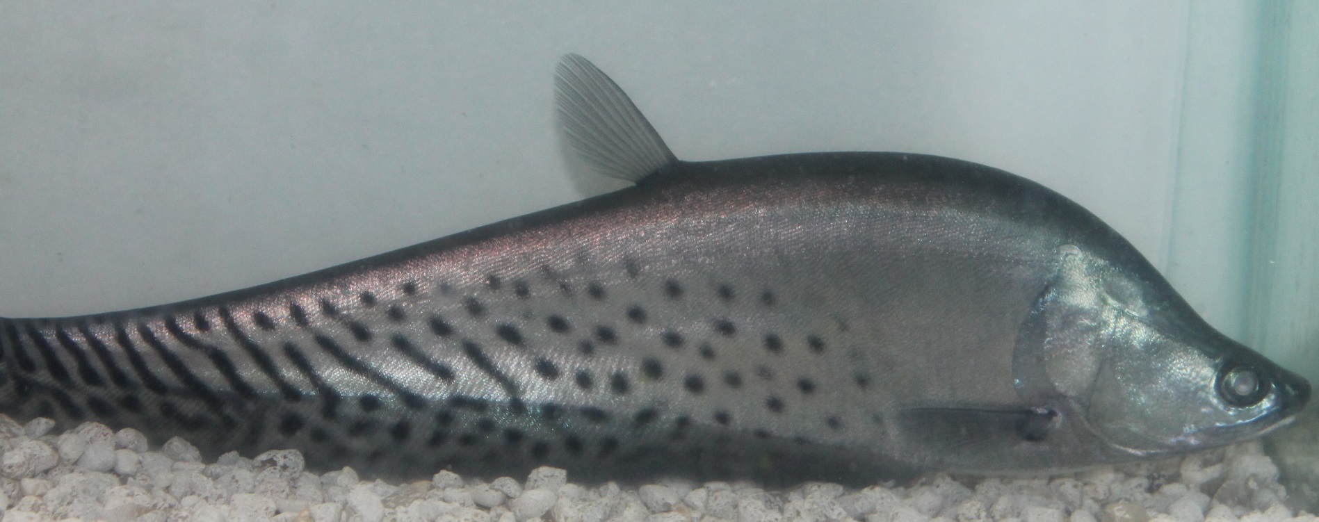 Royal Knifefish 8" (Chitala blanci) - Product View