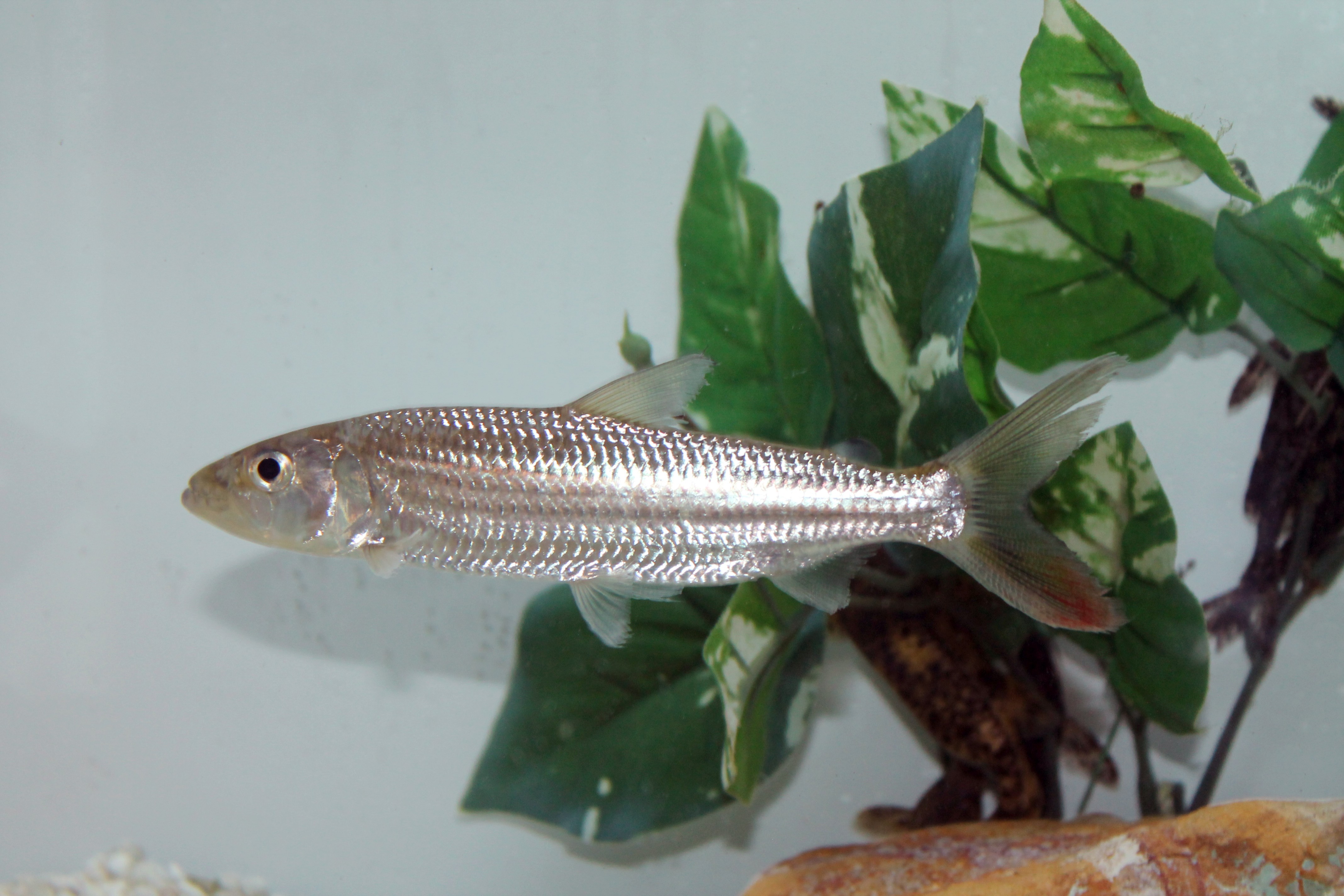 'Big Eye' African Tigerfish 3" (Hydrocynus sp. 'Big Eye') - Product View