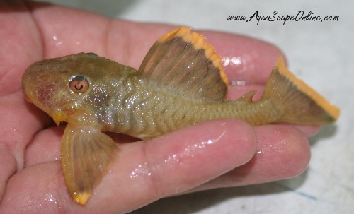 L-47 Mango Pleco 6" - Product View