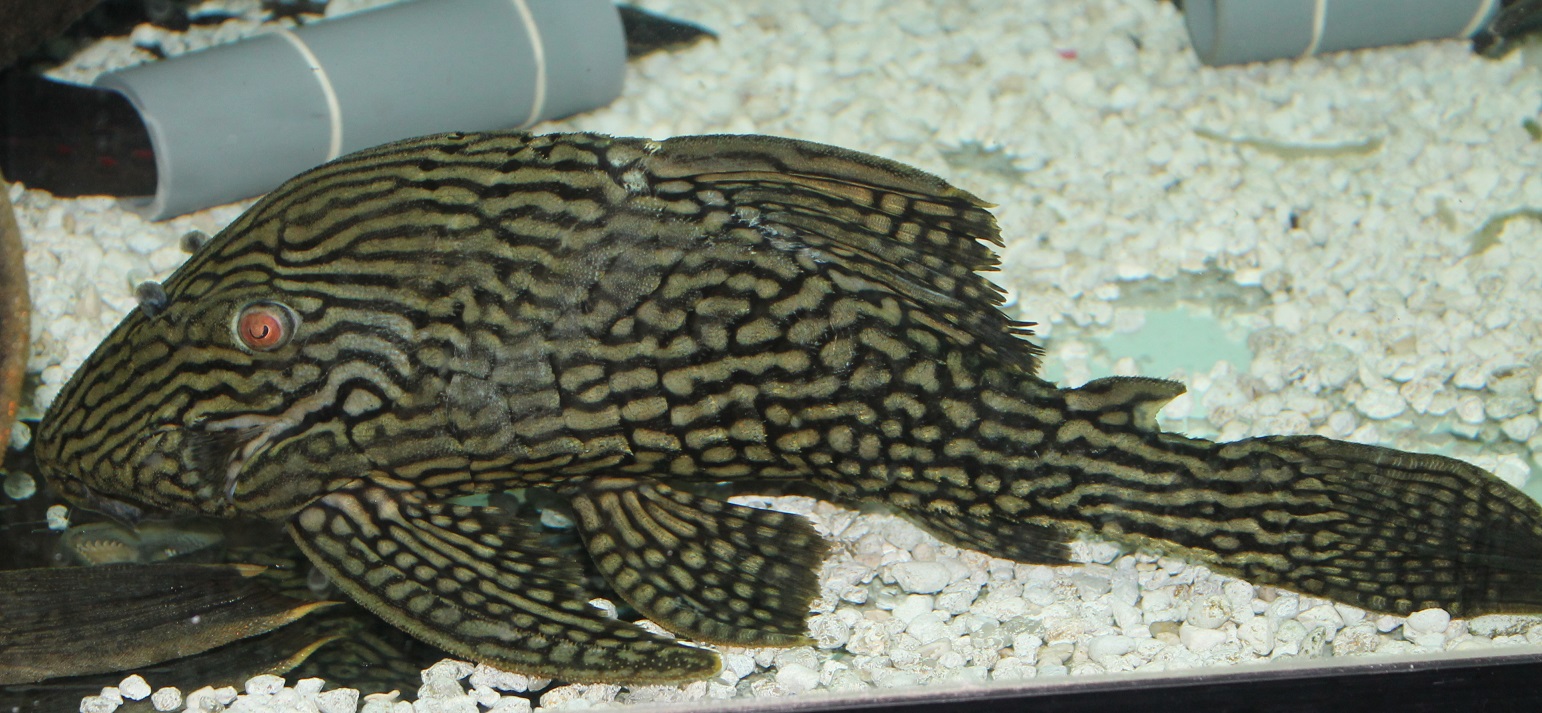 Royal Pleco L-190 10" (Panaque nigrolineatus) - Product View