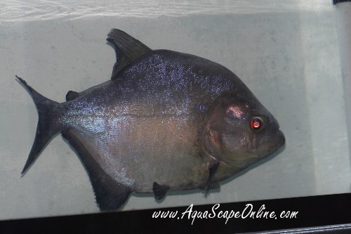 WTT: 55gallon Fish Tank set up with 5" piranha for parts or body work ...