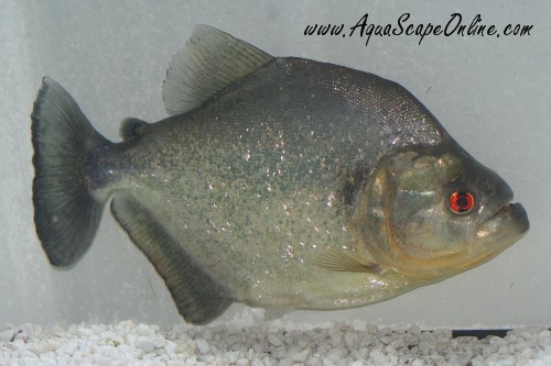 Blue Diamond Piranha 10" - Product View