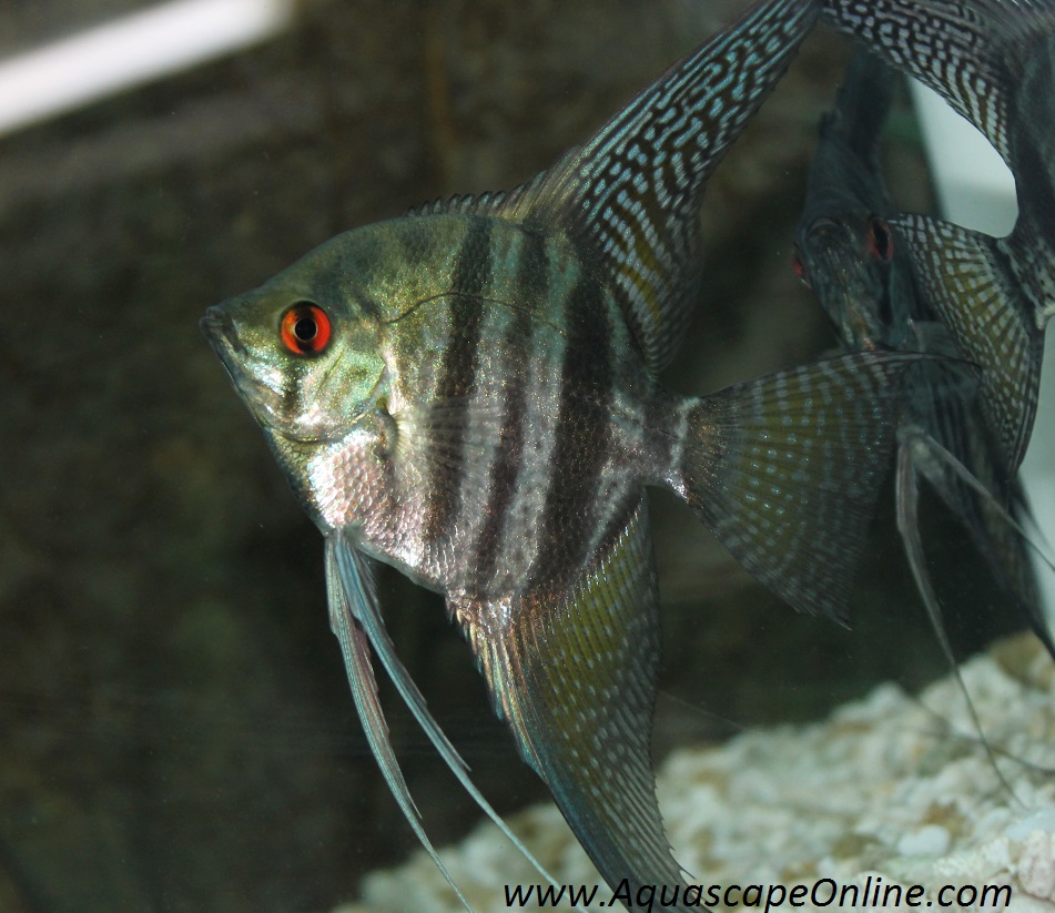 Red Eye Black Lace Angel (Pterophyllum sp)3" - Product View