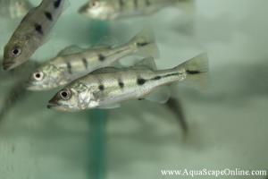 AquaScapeOnline, Online fish store that sells piranhas, stingrays ...