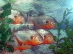 AquaScapeOnline We sell a wide selection of piranhas, stingrays ...
