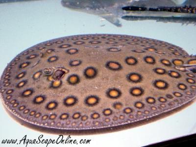 Super Spot Motoro Stingray 4" (Potamotrygon motoro) - Product View