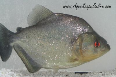Blue Diamond Piranha 10" - Product View